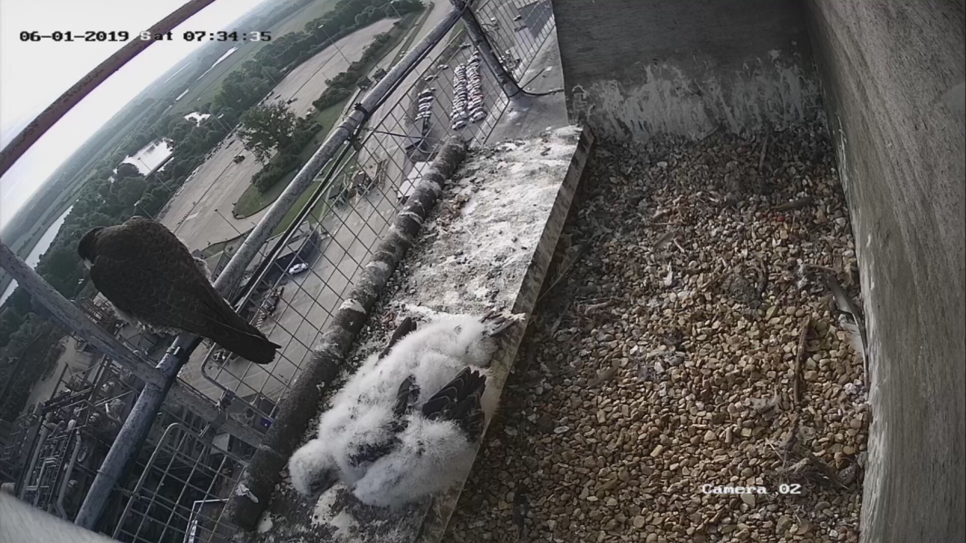 Nar Valley Ornithological Society: 1st June