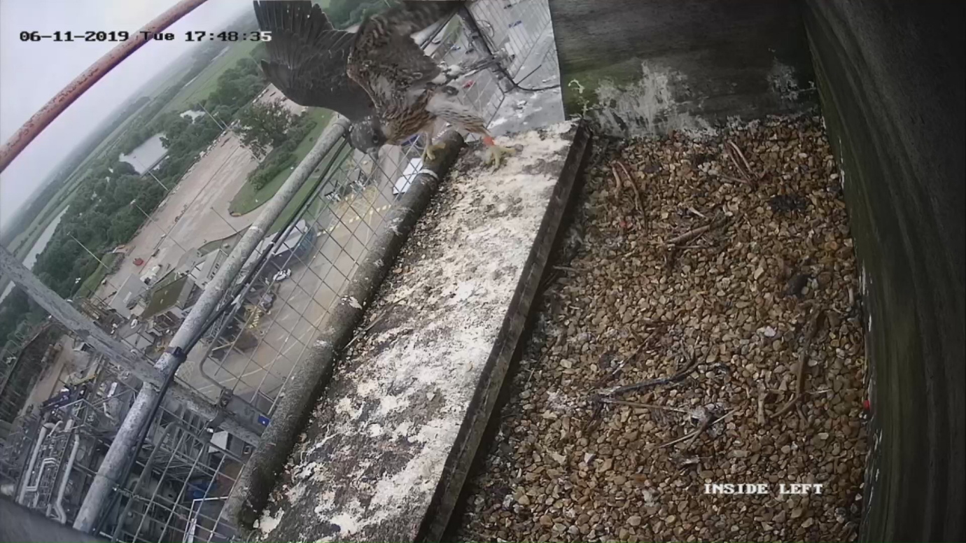 Nar Valley Ornithological Society: 11th June