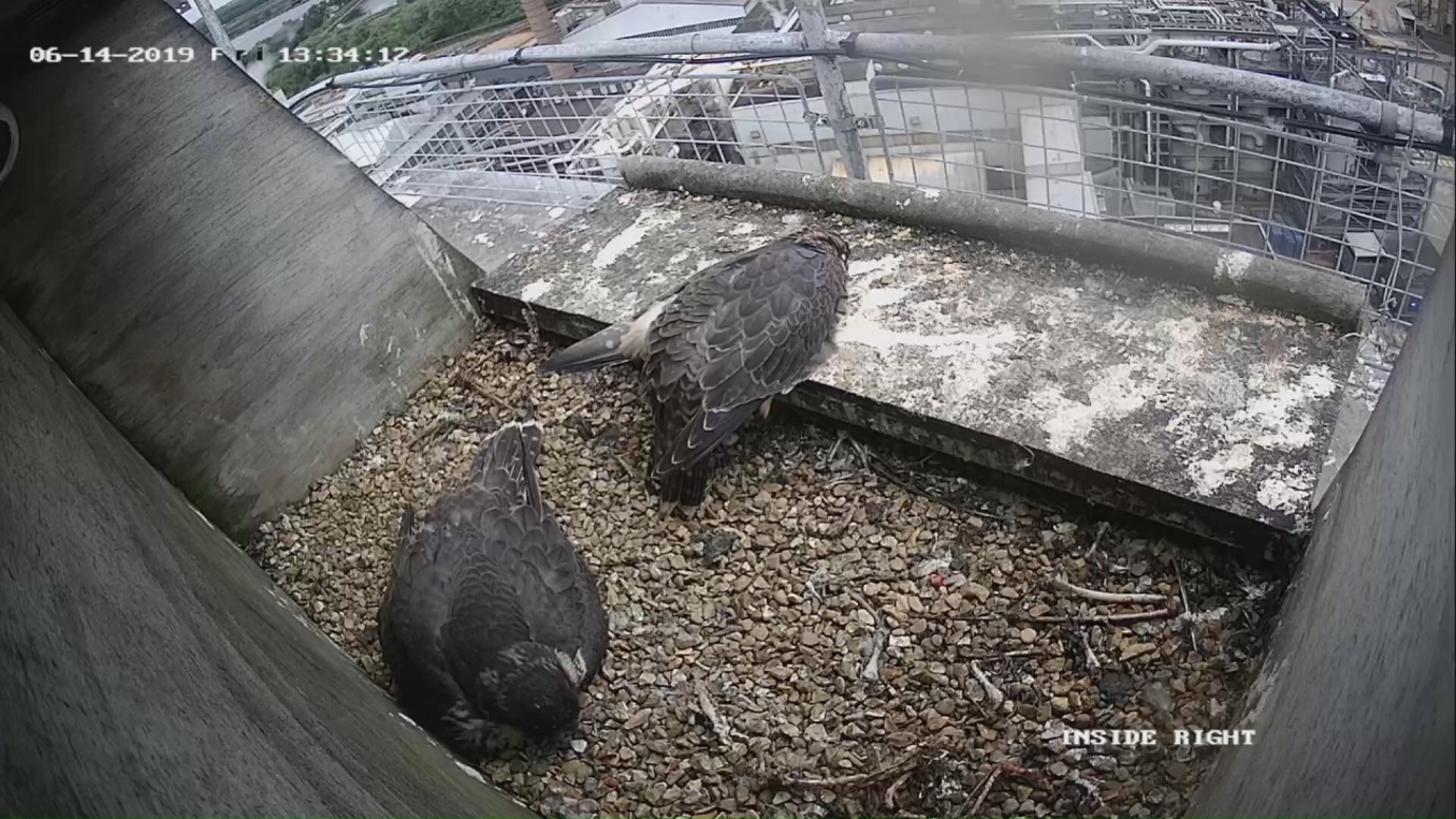 Nar Valley Ornithological Society: 14th June