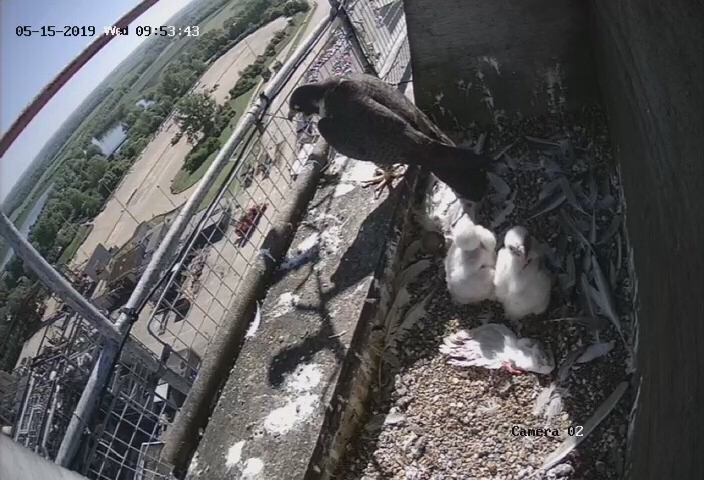 Nar Valley Ornithological Society: 15th May A messy day at the nest