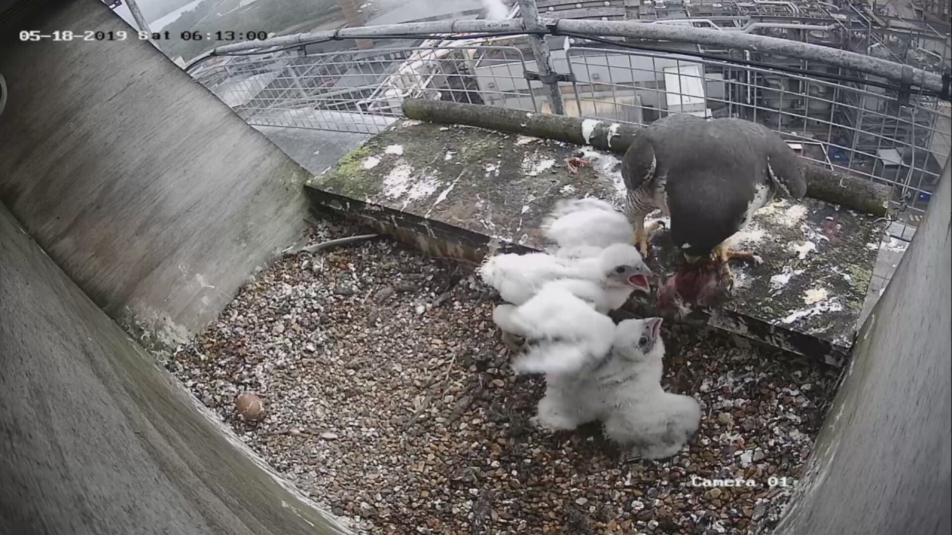 Nar Valley Ornithological Society: 18th May