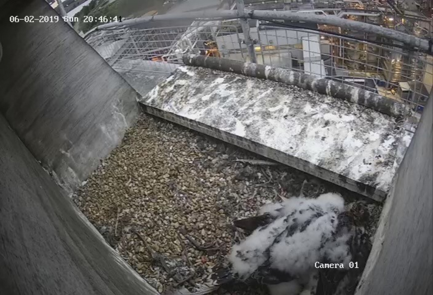 Nar Valley Ornithological Society: 2nd June