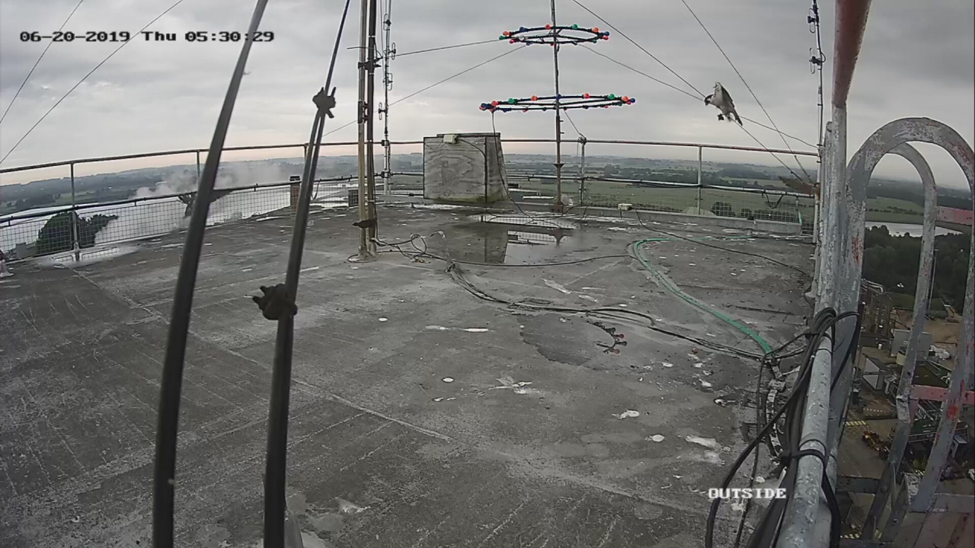 Nar Valley Ornithological Society: 20th June