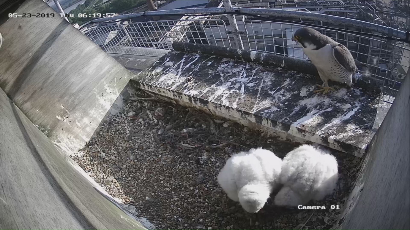 Nar Valley Ornithological Society: 23rd May