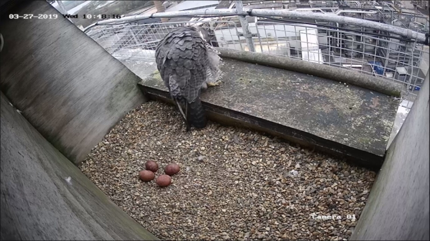 Nar Valley Ornithological Society: 4 eggs and female