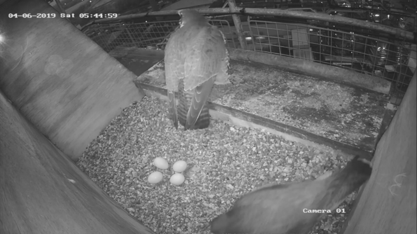 Nar Valley Ornithological Society: Change over