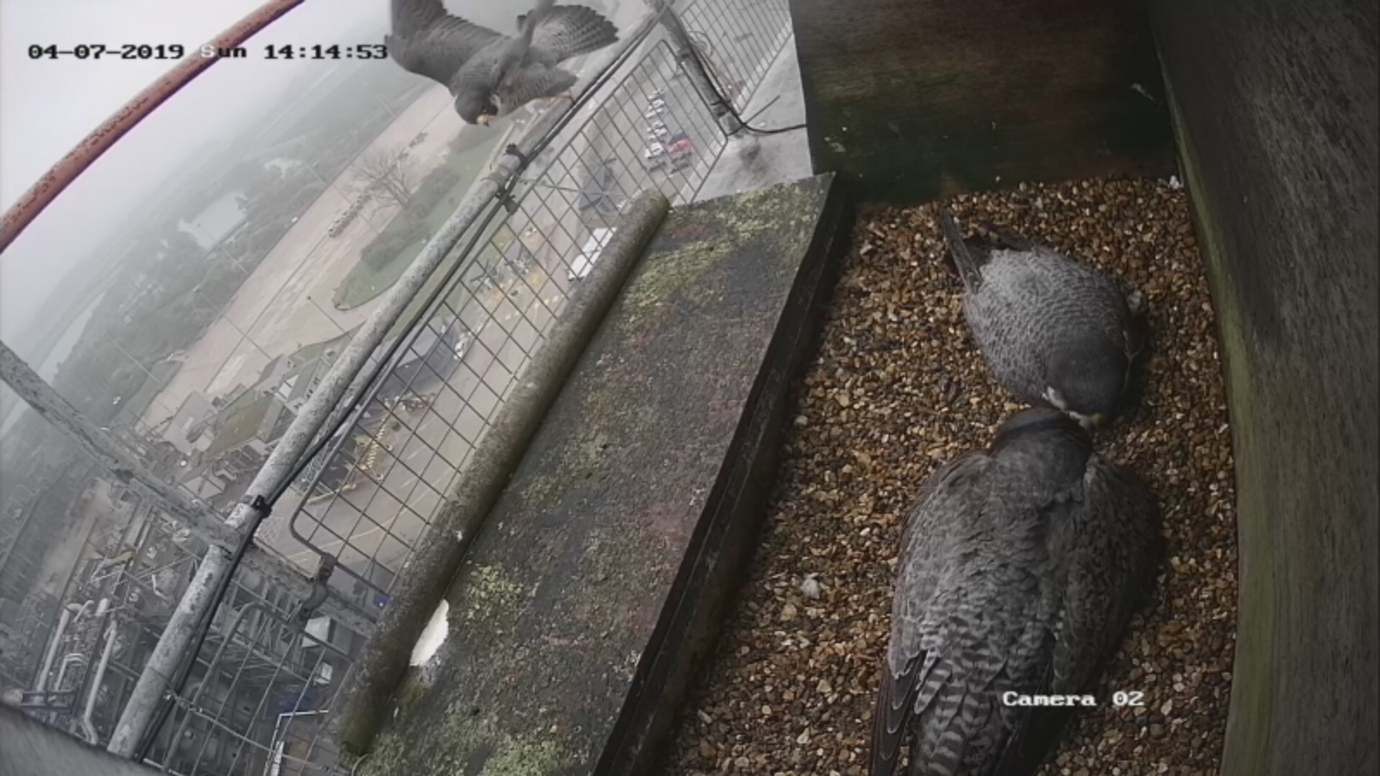 Nar Valley Ornithological Society: Fam