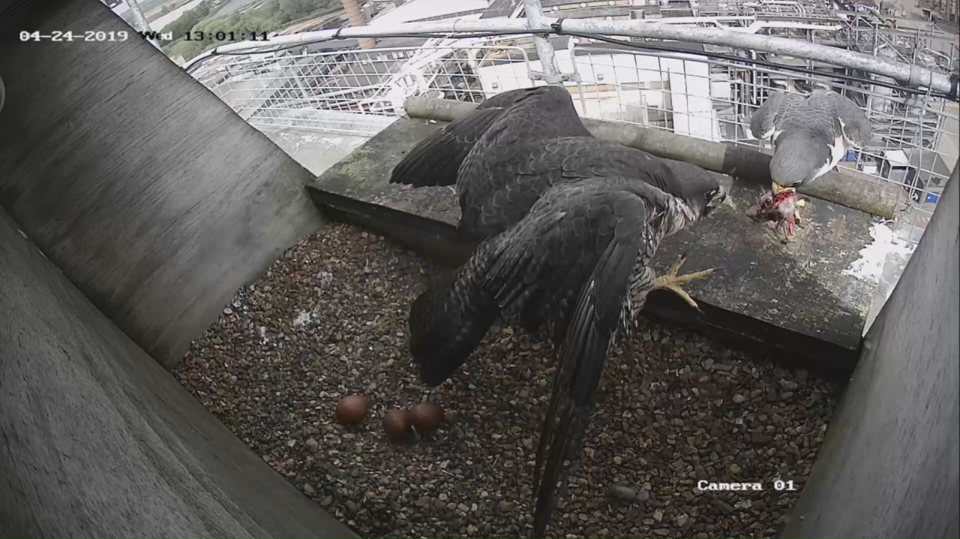 Nar Valley Ornithological Society: one legged male brings food
