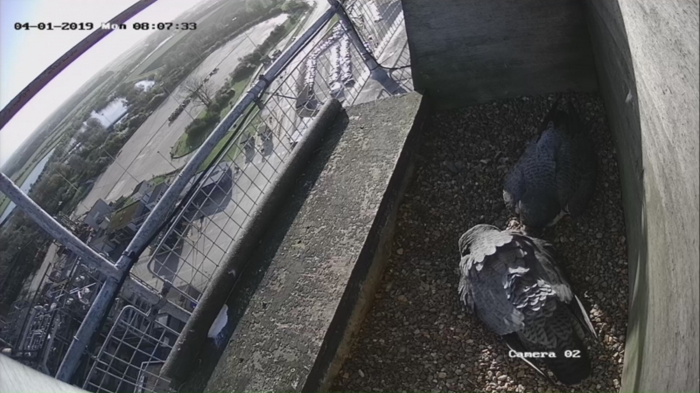 Nar Valley Ornithological Society: Two males resting