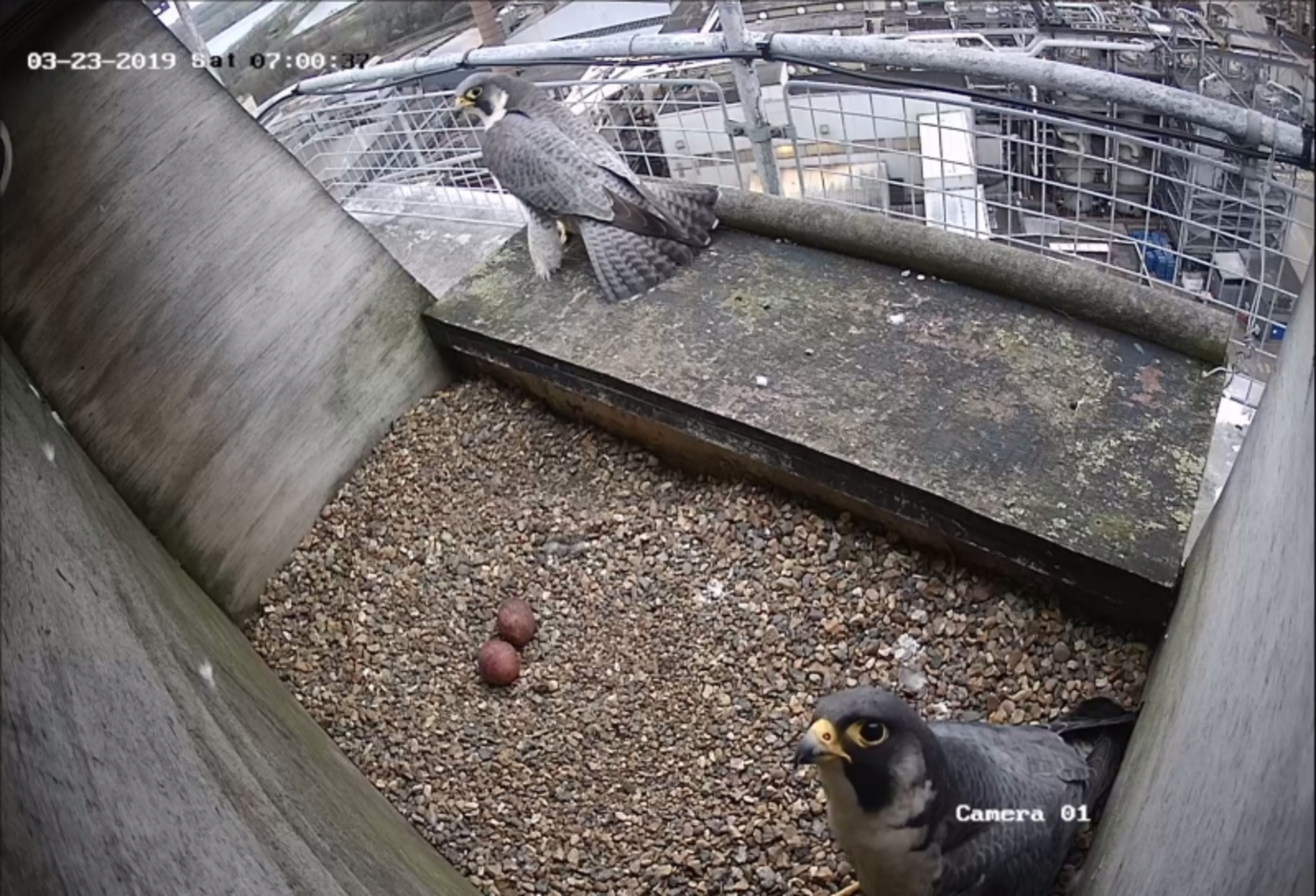 Nar Valley Ornithological Society: 23rd March